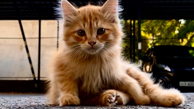 Cat Kitten Street - Free video on Pixabay