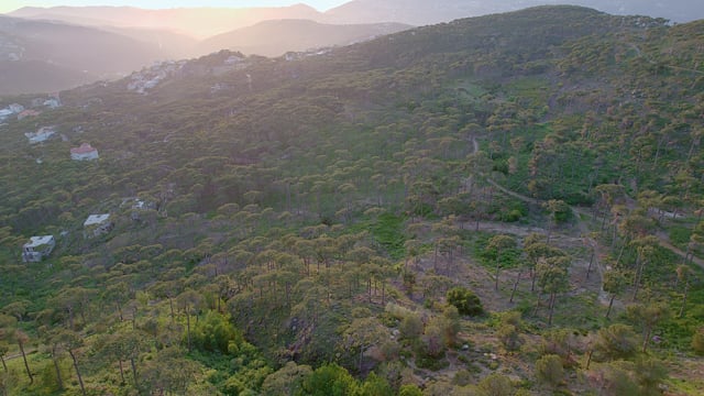 Trees Forest Drone Free Stock Video - Pixabay