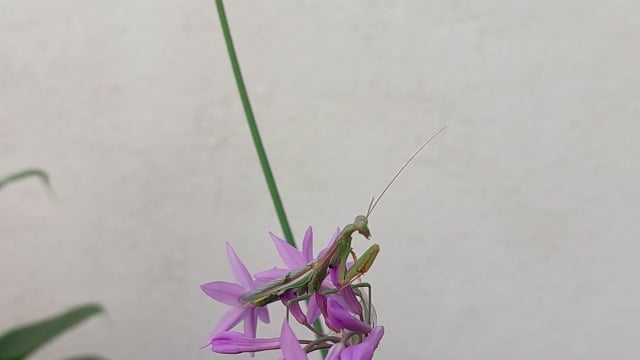 Prayer Mantis Praying - Free video on Pixabay