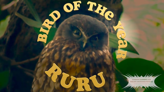 Ruru for Bird of the Year 2022! — Science Learning Hub