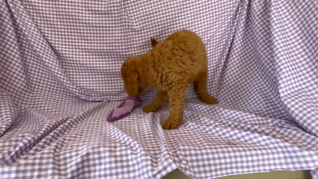 Mini F1b Red female named “ Pebbles” on Vimeo
