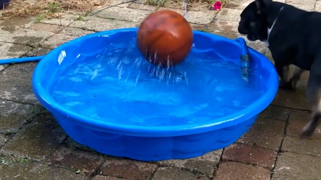 Dog Bulldog Pool - Free video on Pixabay