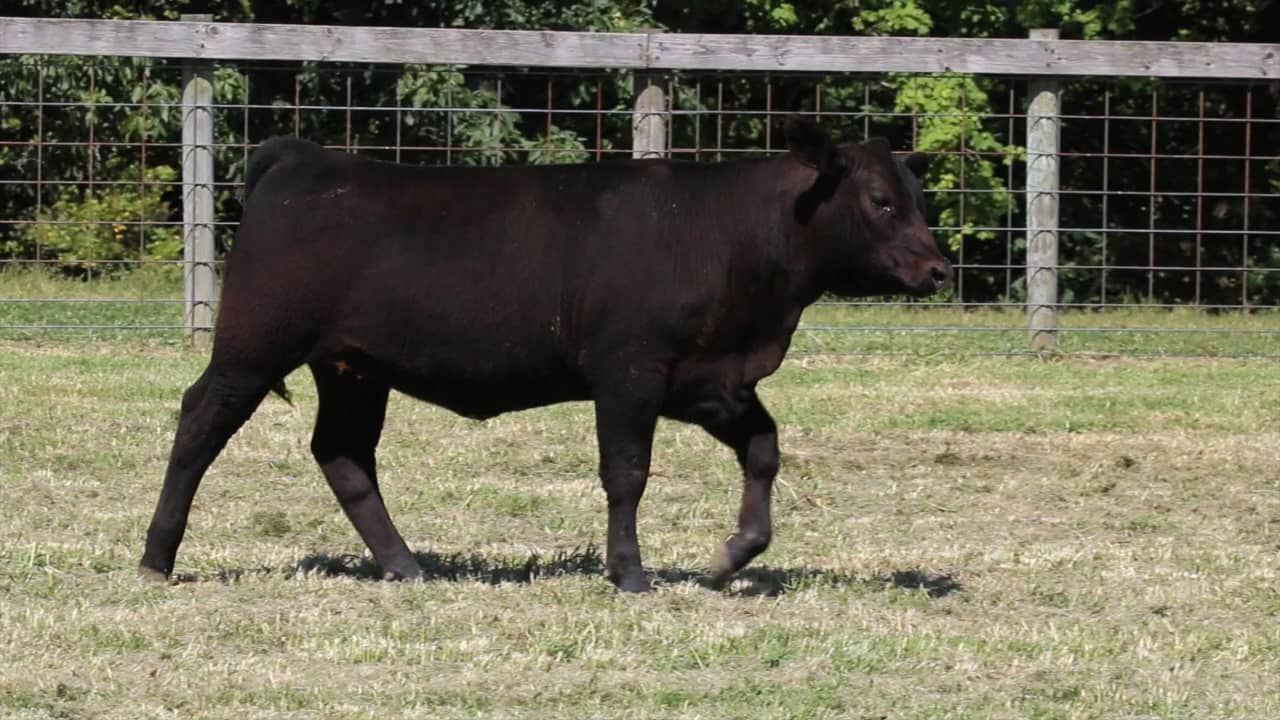 Timber Ridge 238 on Vimeo