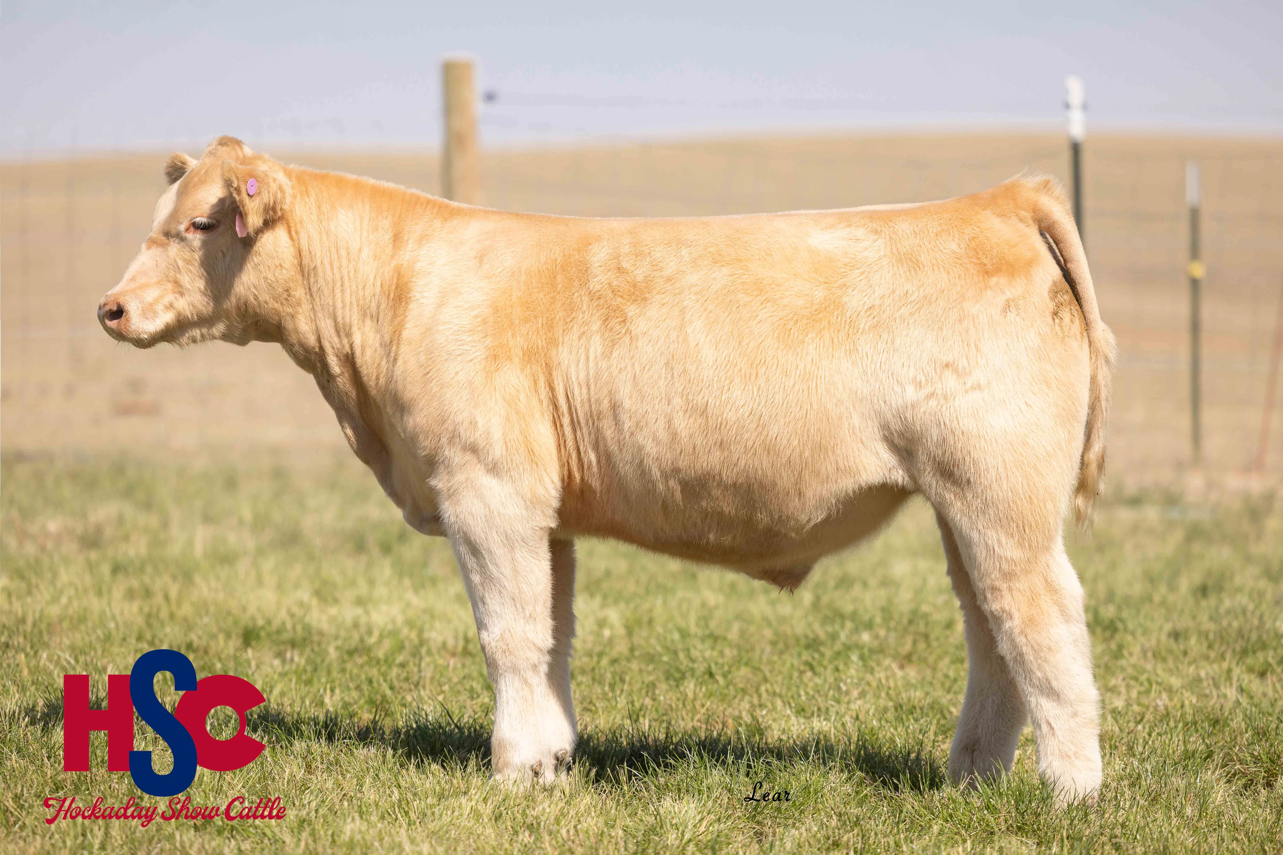 Tag 14 - Hockaday Show Cattle on Vimeo