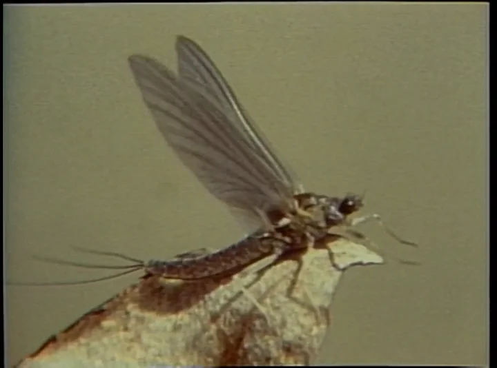 Scientific Anglers Fly Fishing Mastery Series- Episode 2 on Vimeo