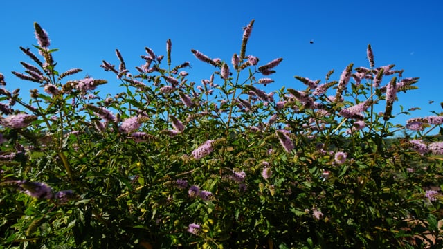 Bees Bee Pasture Insect - Free video on Pixabay