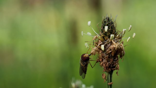 Hover Fly Insect Flying - Free video on Pixabay