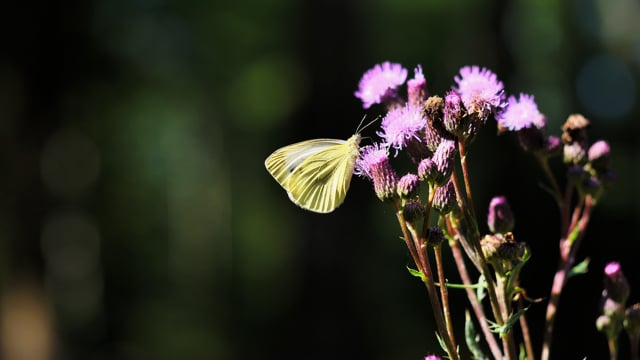 Plus de 40 vidéos gratuites de Papillon Vole et de Papillon en ...