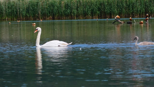 Cisne Joven Swan Ave Acuática - Free video on Pixabay - Pixabay