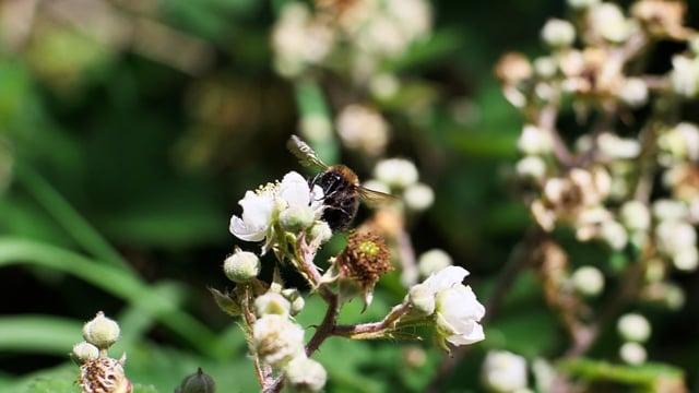 Bumblebee Insect Flying - Free video on Pixabay