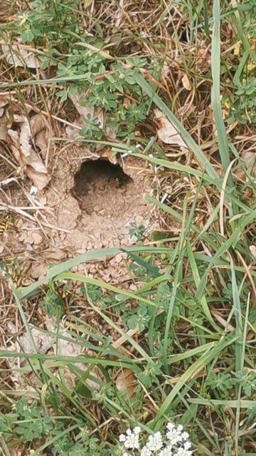 Earth Wasp Close Up Nest Free Stock Video - Pixabay