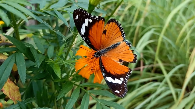Butterfly, Flower, Wings. Free Stock Video - Pixabay