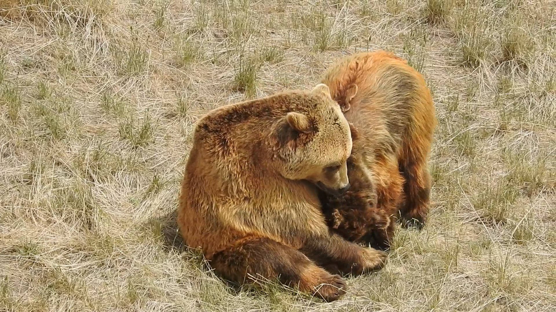 Grizzly Bears at the Wild Animal Sanctuary on Vimeo