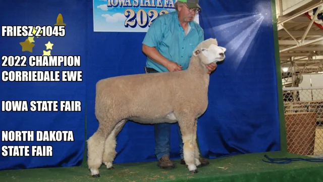 Corriedale Ram