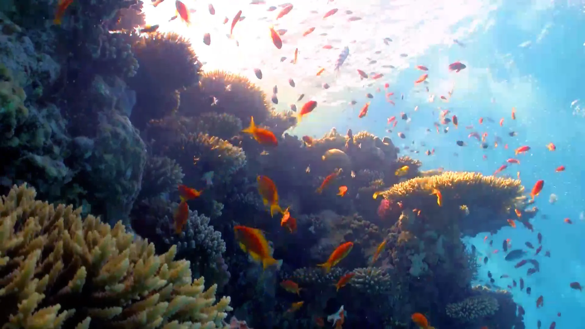 coral-fish-loop on Vimeo