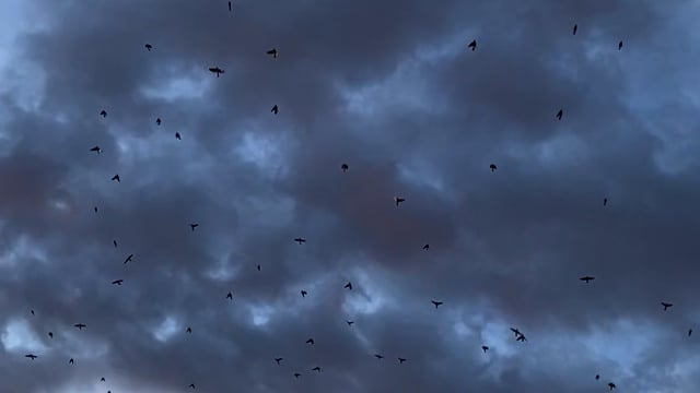 Birds Sky Morning - Free video on Pixabay
