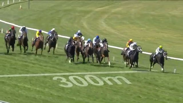 Reliable Man - Stallion | Breednet