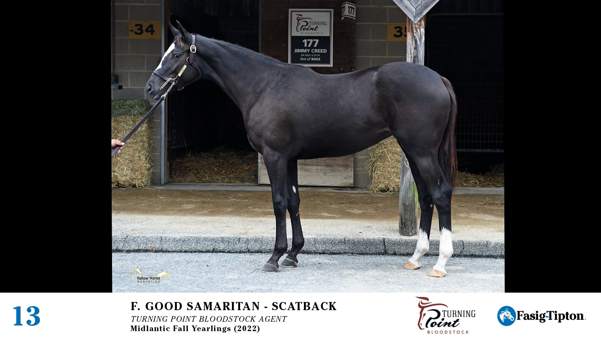 2022 Fasig-Tipton Midlantic Fall Yearlings: Hip #13 Good Samaritan x ...