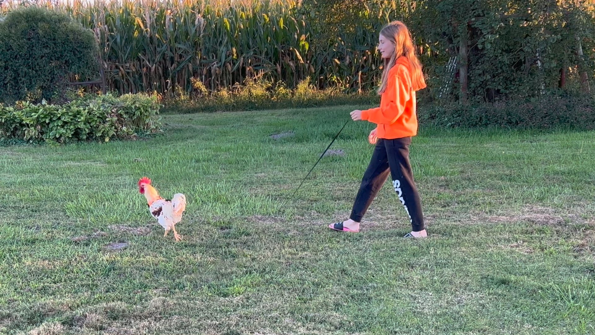 Piper chicken walking.mp4 on Vimeo