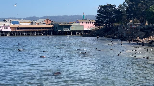 Sea Lion Wharf Ocean - Free video on Pixabay