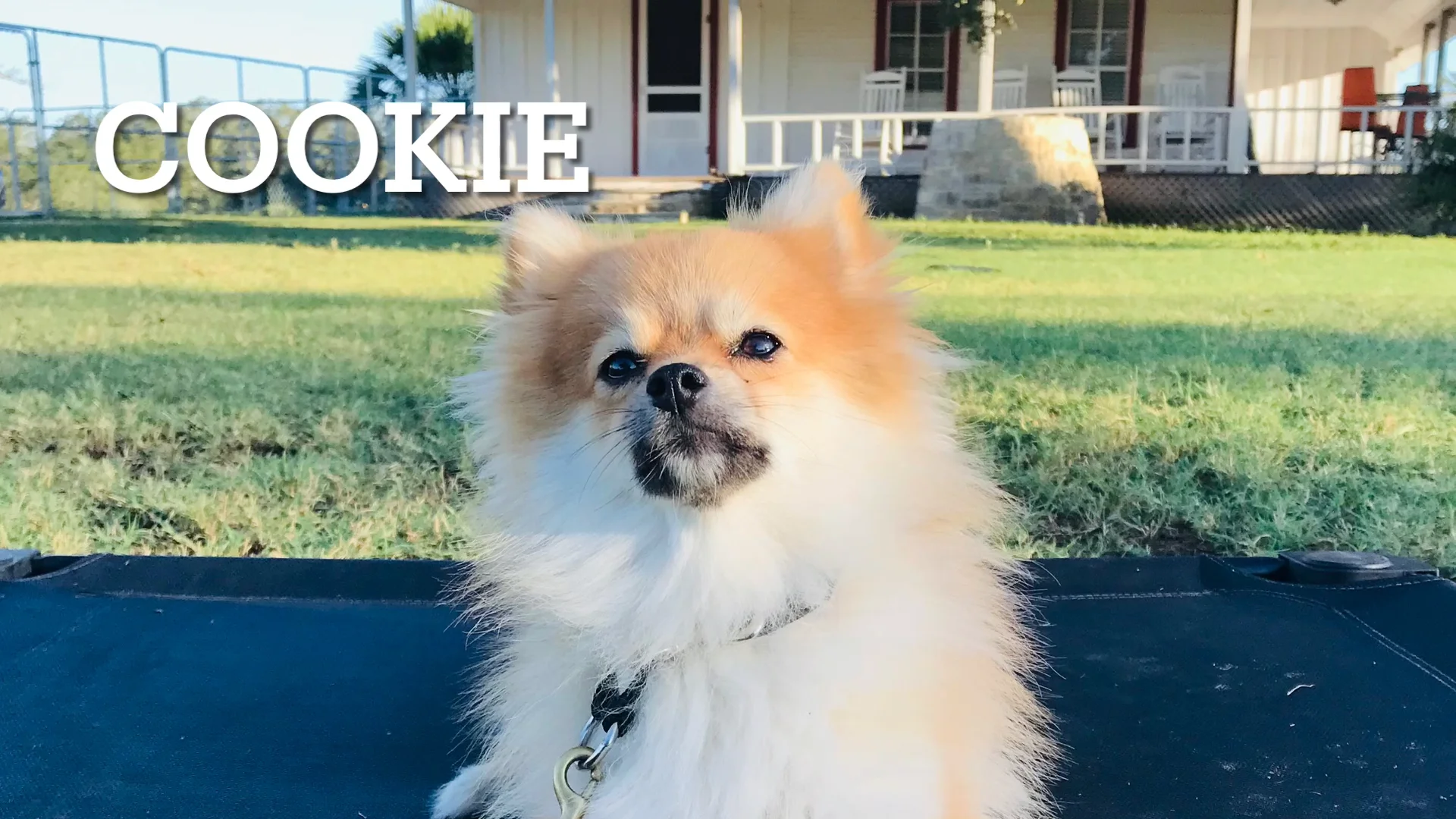 Pomeranian - Cookie