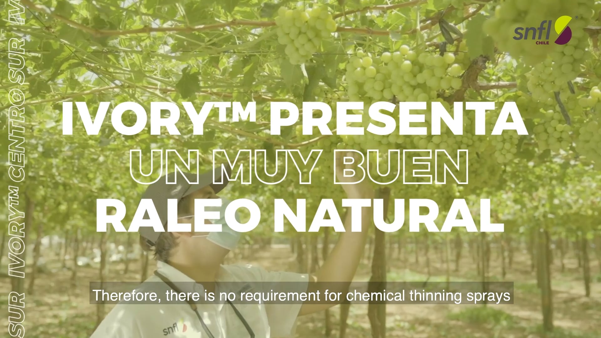 SNFL - Manejo cultural variedad Uva Ivory on Vimeo