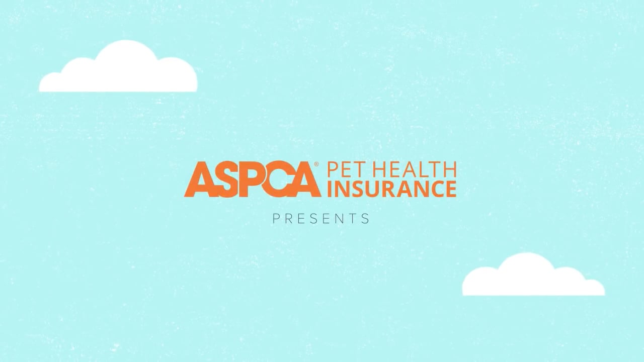 Dig Into Pet Insurance.mp4 on Vimeo
