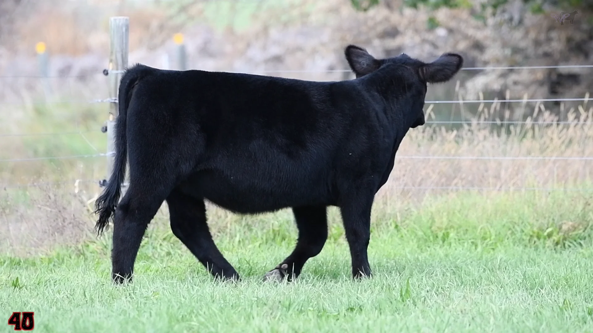 Yorges Oct. 2022-40 on Vimeo