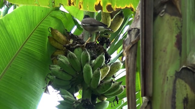 Birds Bananas Eat - Free video on Pixabay