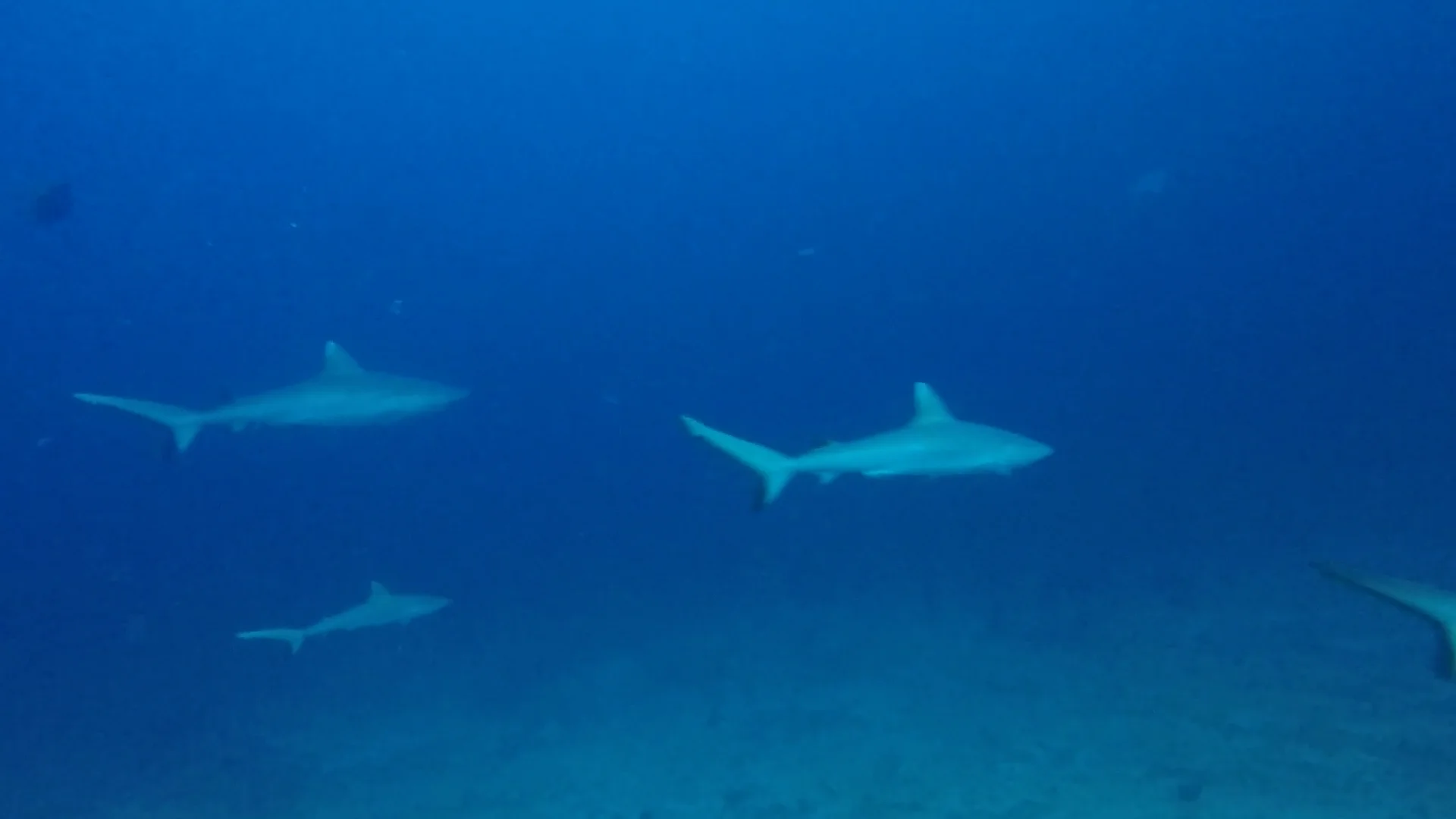 groupe de requin qui arrive sur moi on Vimeo