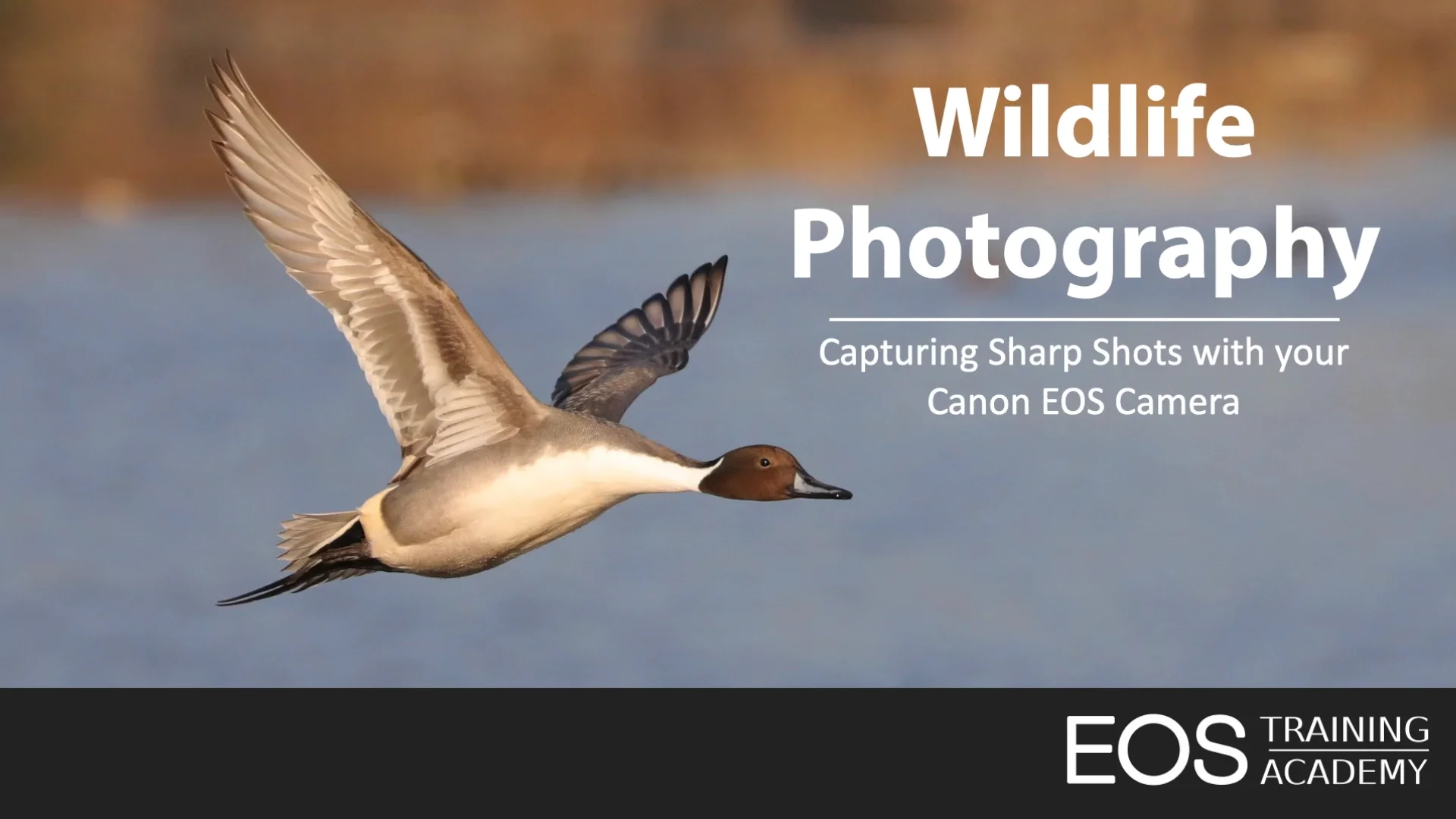 Wildlife Photography on Vimeo