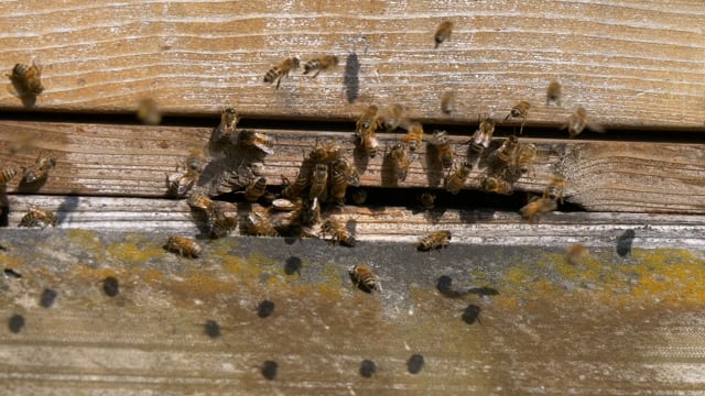 Bees Beehive Honey - Free video on Pixabay