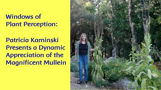 Mullein: Windows of Plant Perception on Vimeo