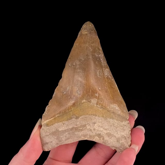 Megalodon Tooth Fossil | West Java, Indonesia