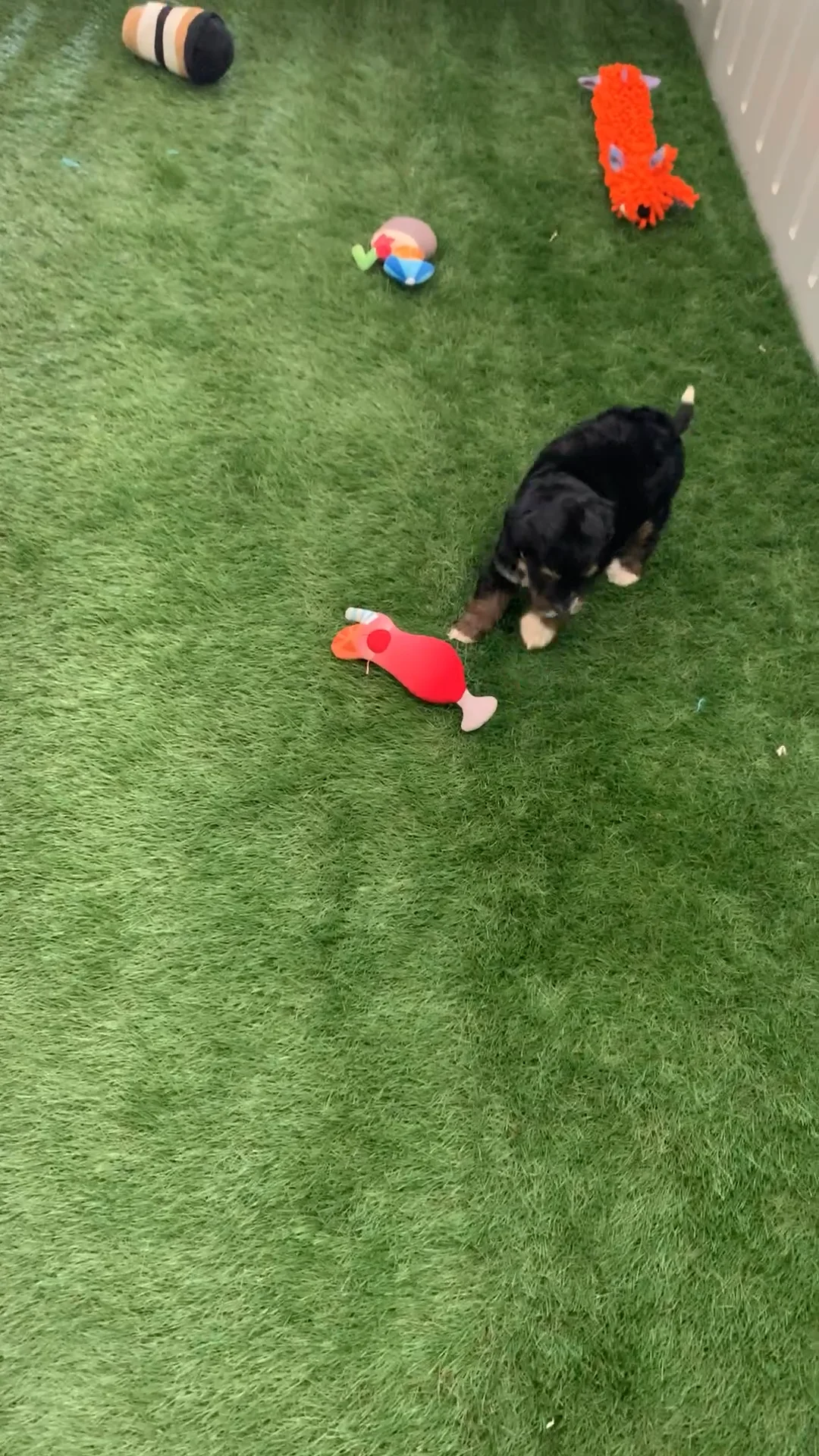 Erma Playing Outdoors on Vimeo