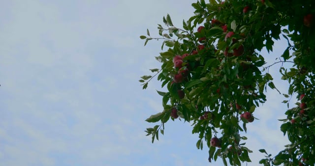 Tree, Apple Tree, Sky. Free Stock Video - Pixabay