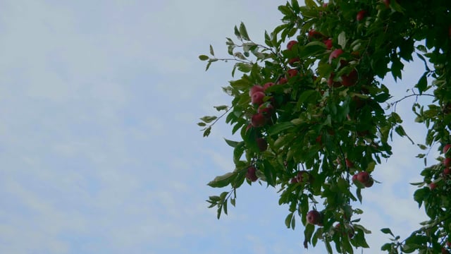 树 苹果树 天空 - Free video on Pixabay