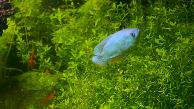Poisson Bleu Animal - Free video on Pixabay