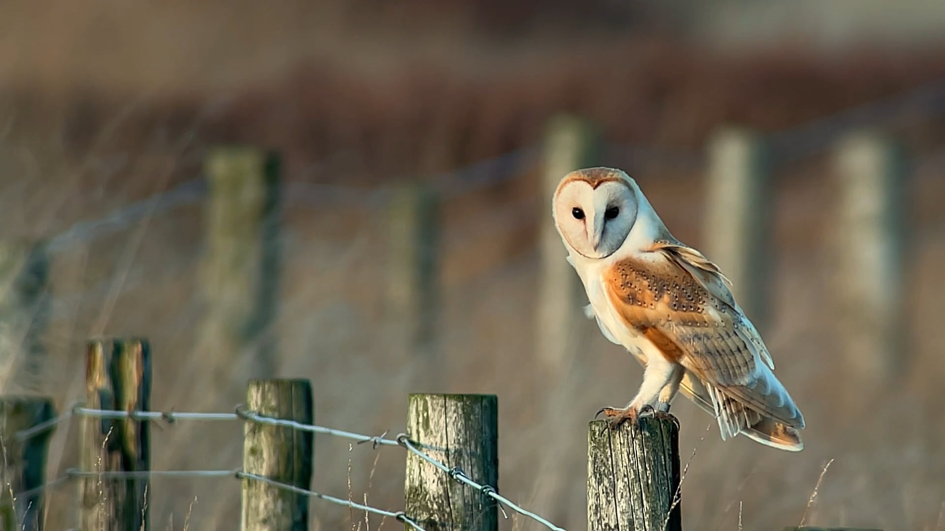 Barn Owl at sunset on Vimeo