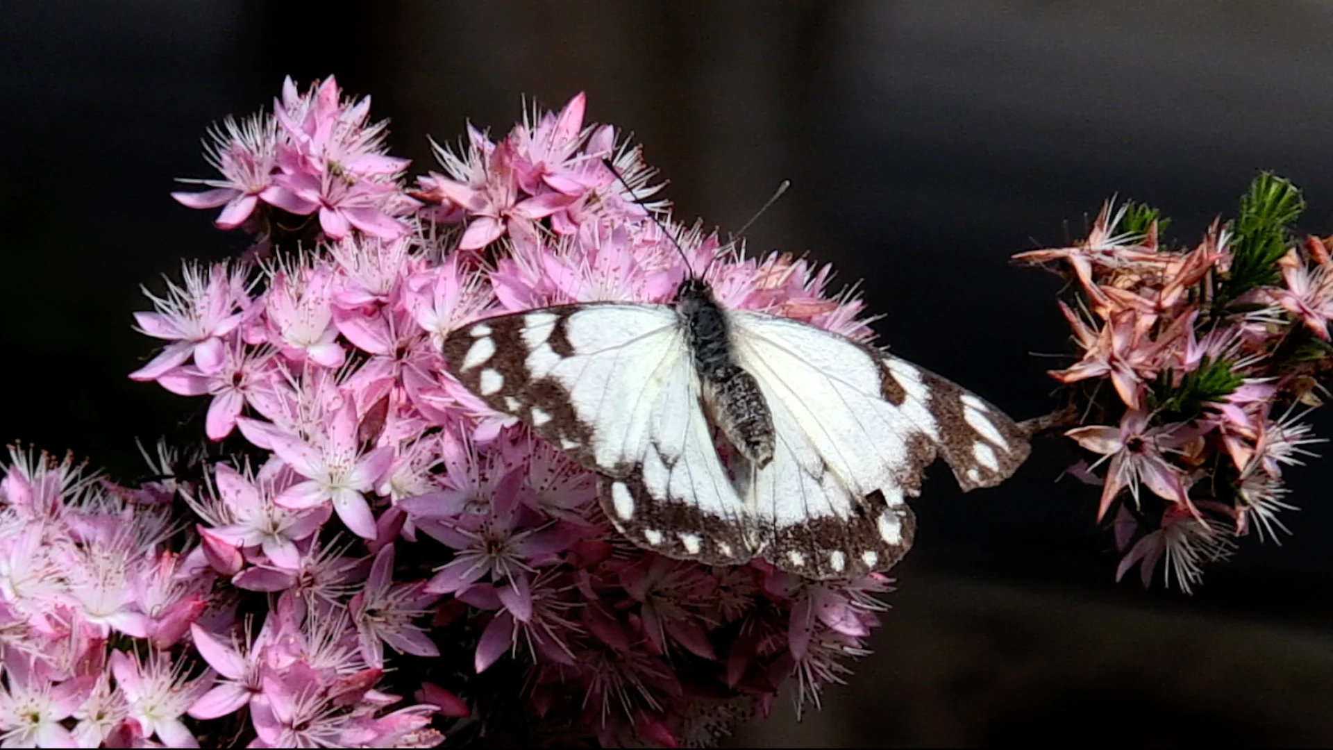 After the Storm, Butterflies Feed...