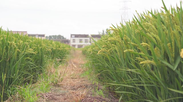 Rice, China, Agriculture. Free Stock Video - Pixabay