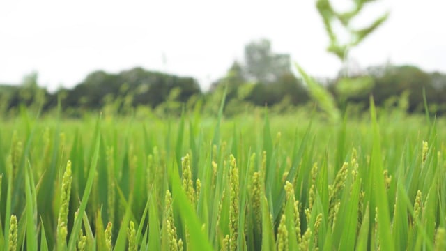 90+ Free Rice Field & Rice Videos, HD & 4K Clips - Pixabay