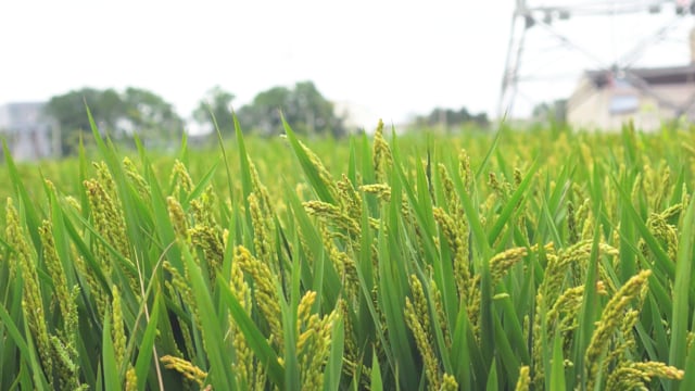 Field, Rice, Wind. Free Stock Video - Pixabay