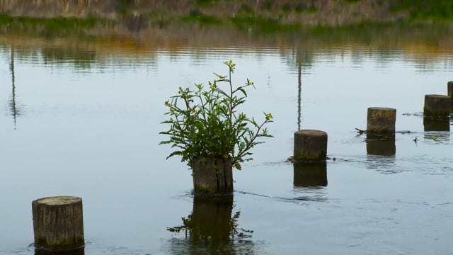 Plant, Stream, River. Free Stock Video - Pixabay