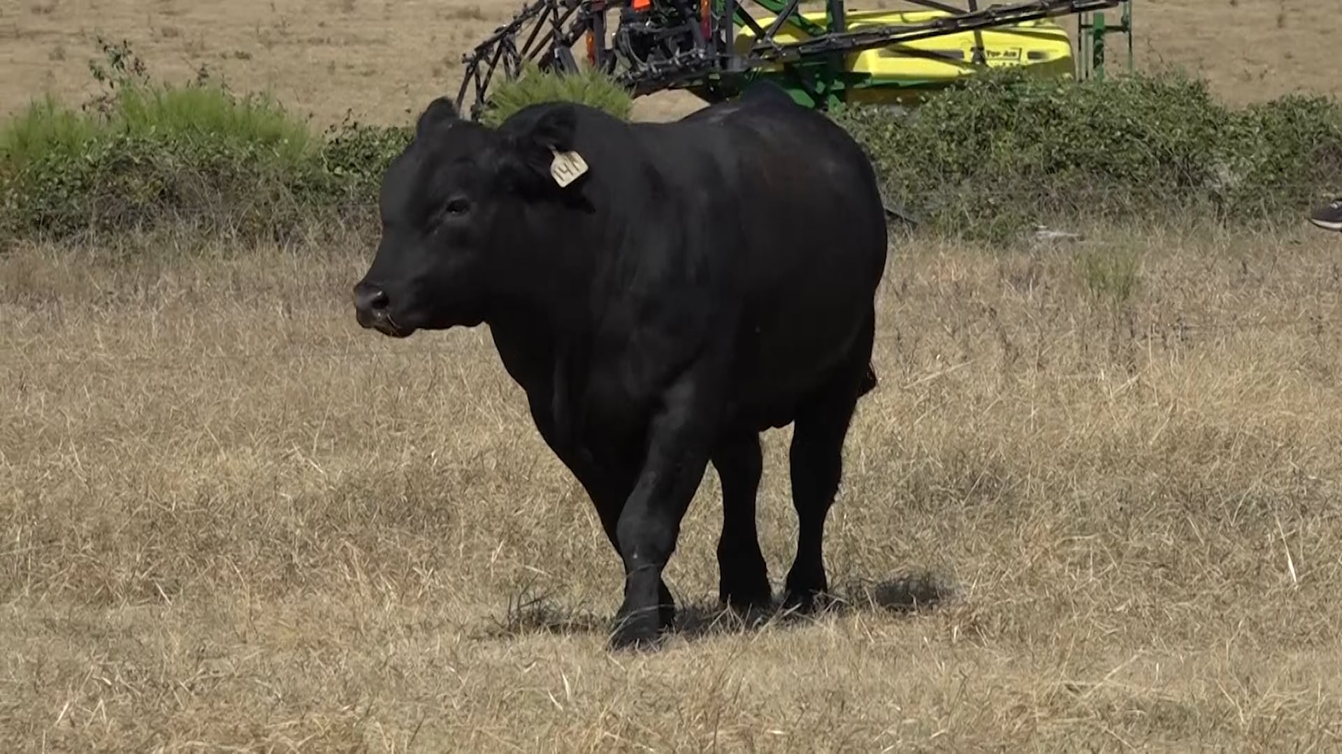 45 - Kirkes Black Angus Ranch 2022.mp4 on Vimeo