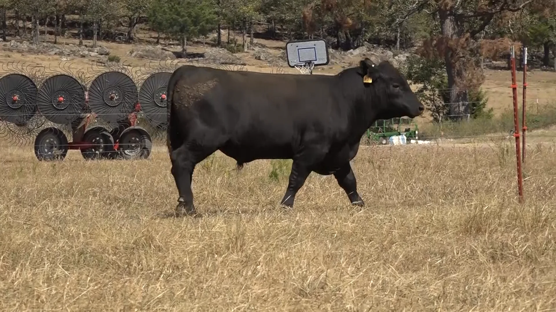 59 - Kirkes Black Angus Ranch 2022