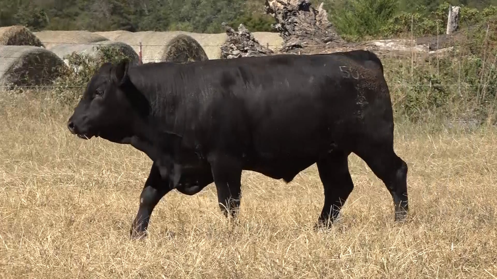 75 - Kirkes Black Angus Ranch 2022 on Vimeo