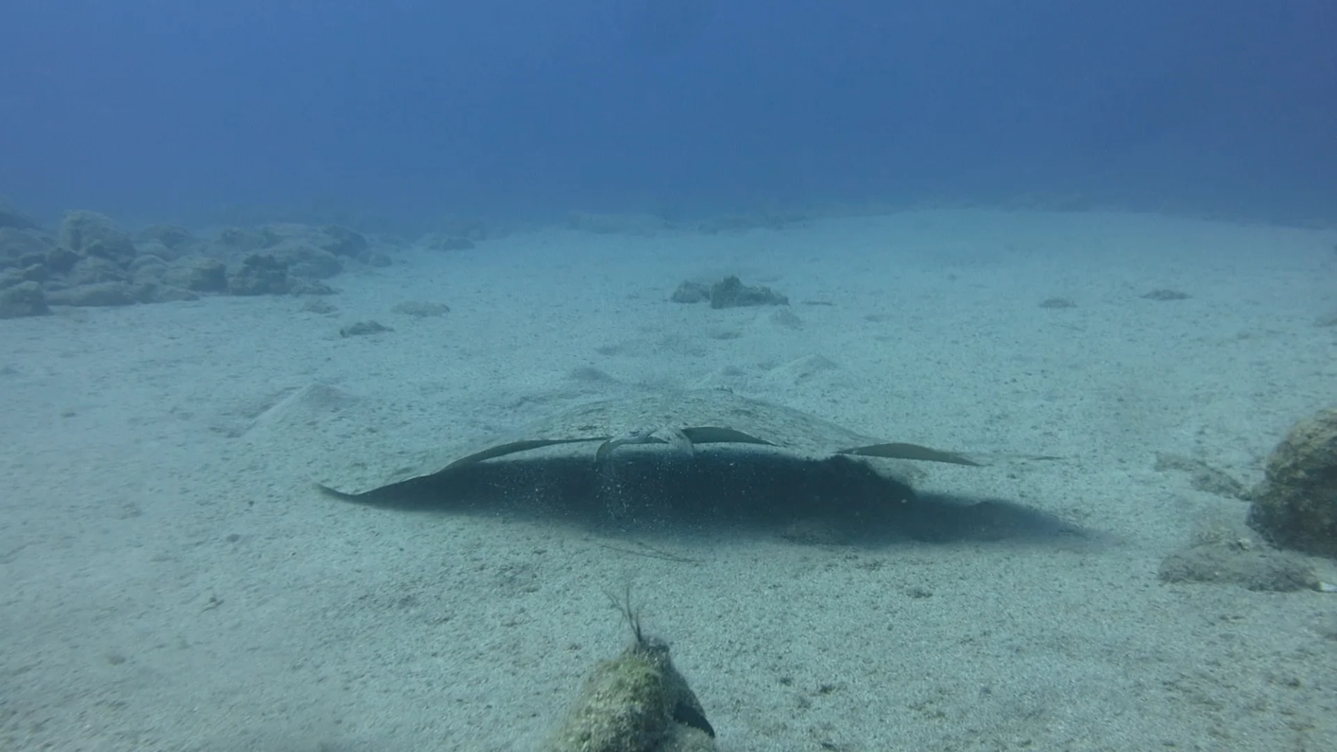 Spiny Butterfly Ray - Kazık Kuyruk Vatoz on Vimeo