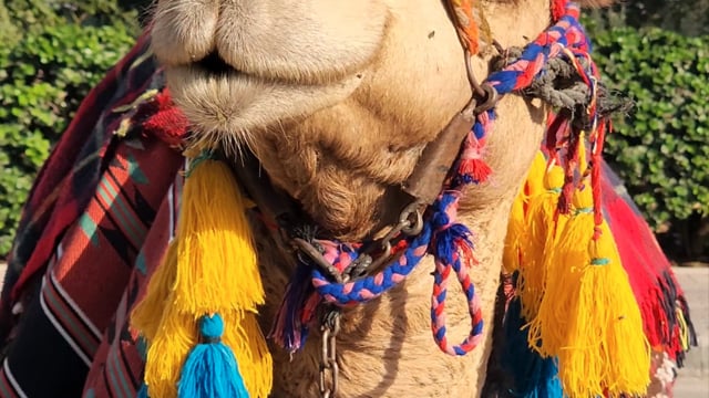 Camel Bees Shewing - Free video on Pixabay