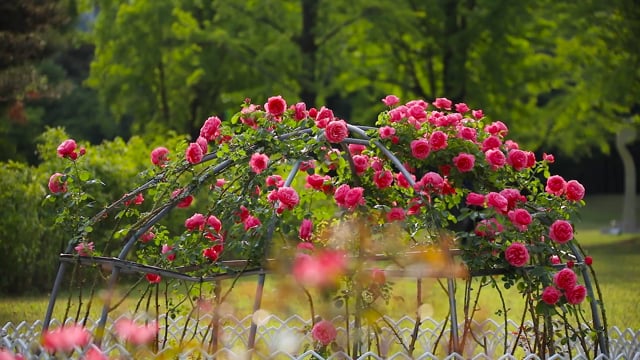 Rose Wildflower Wild Flower - Free video on Pixabay